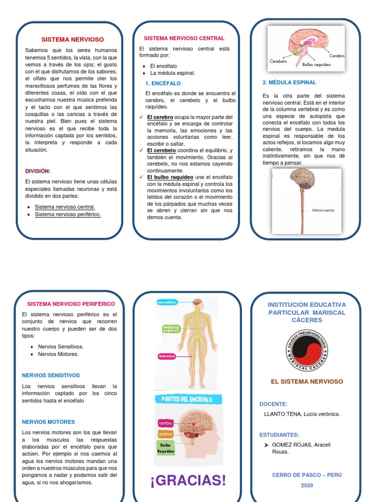 Triptico Sistema Nervioso | PDF | Sistema nervioso | Nervio