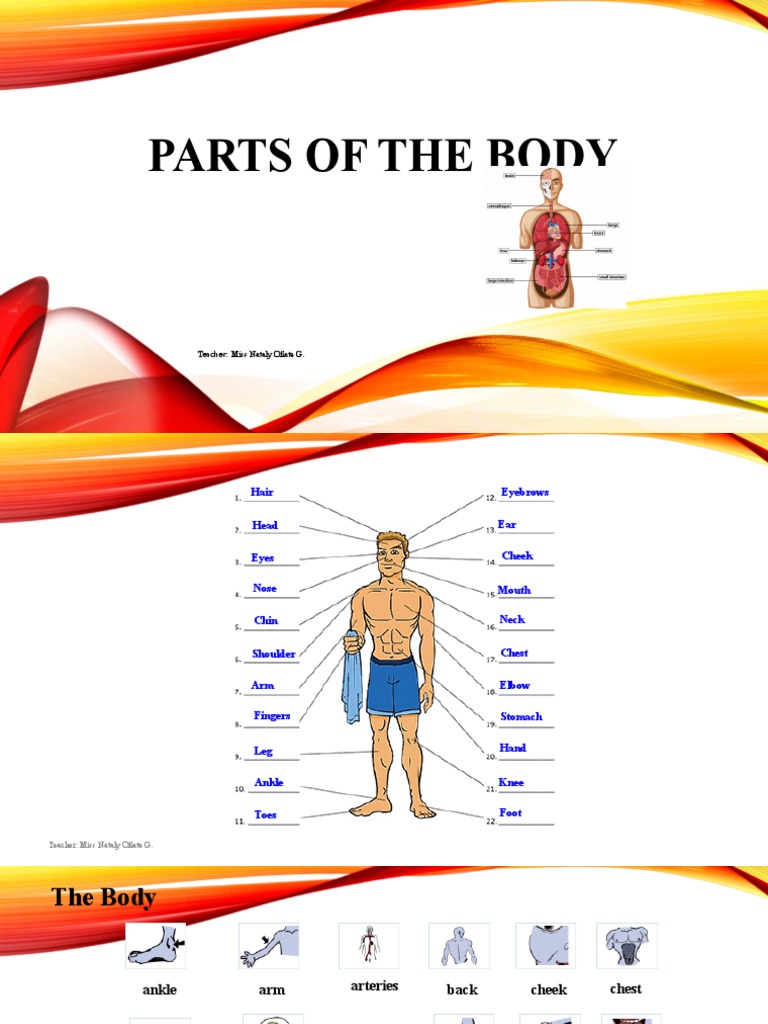 Parts of The Body: Teacher: Miss Nataly Oñate G | Download Free PDF ...