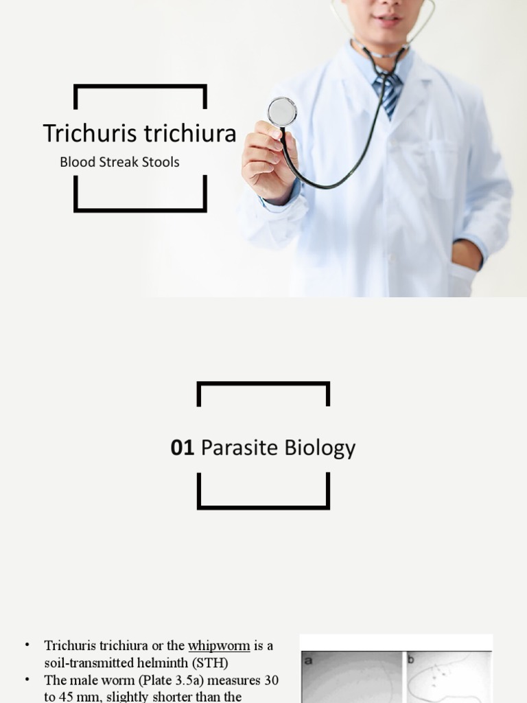Trichuris Trichiura: Blood Streak Stools | PDF | Parasitology ...