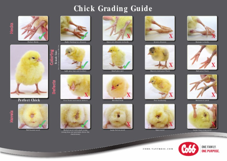 Chick Grading Guide | Download Free PDF | Dinosaurs | Paravians