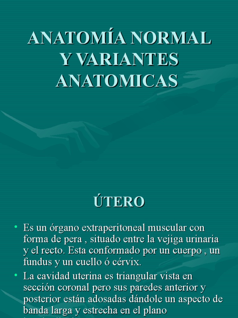 Anatomia Normal y Variantes Anatomicas | PDF | Útero | Pelvis