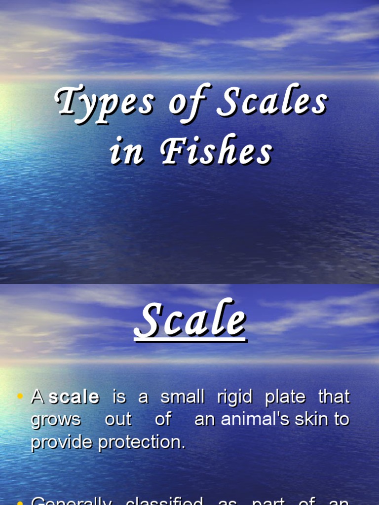 Types of Scales in Fishes | PDF | Vertebrates | Aquatic Animals