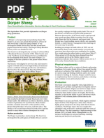 Dorper Sheep Farming Guide | PDF | Sheep | Breeding