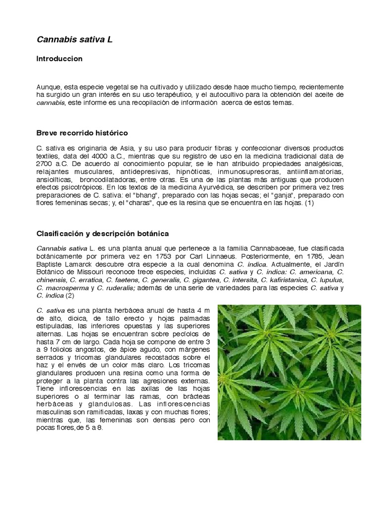 Informe Cannabis | PDF | Tetrahidrocannabinol | Drogas