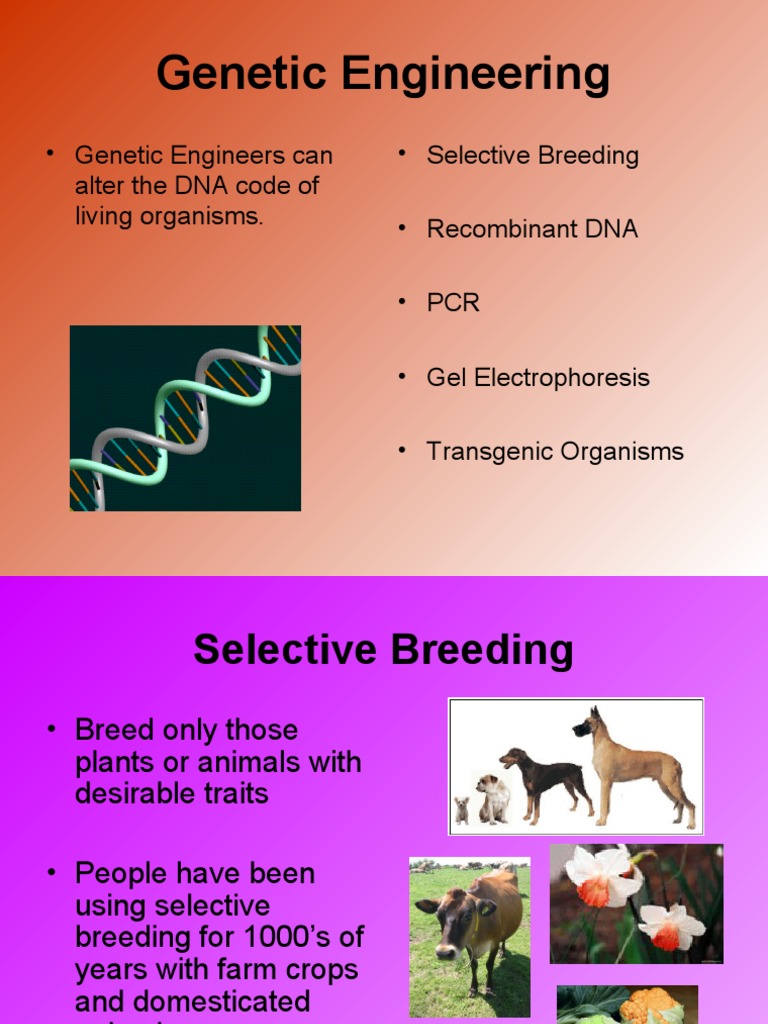 Genetic Engineering Techniques Overview | PDF | Genetic Engineering ...