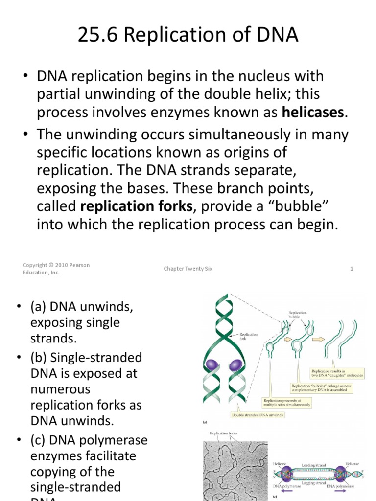 DNA Replication, Protein Synthesis | PDF | Translation (Biology) | Rna