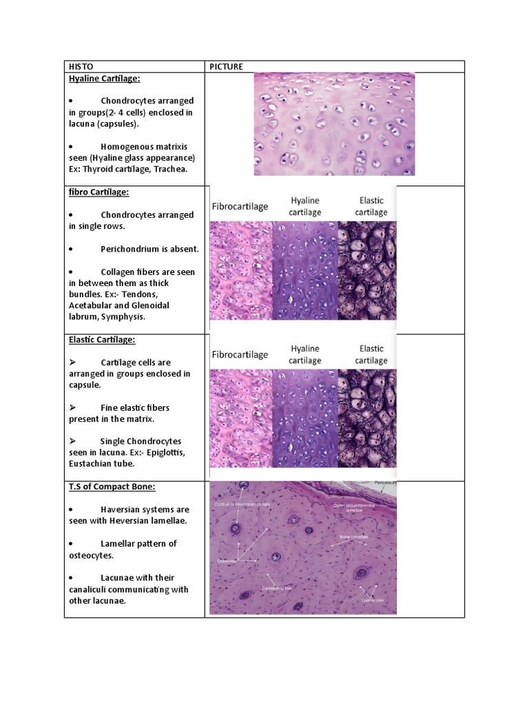 Hyaline Cartilage | PDF | Lymph Node | Liver