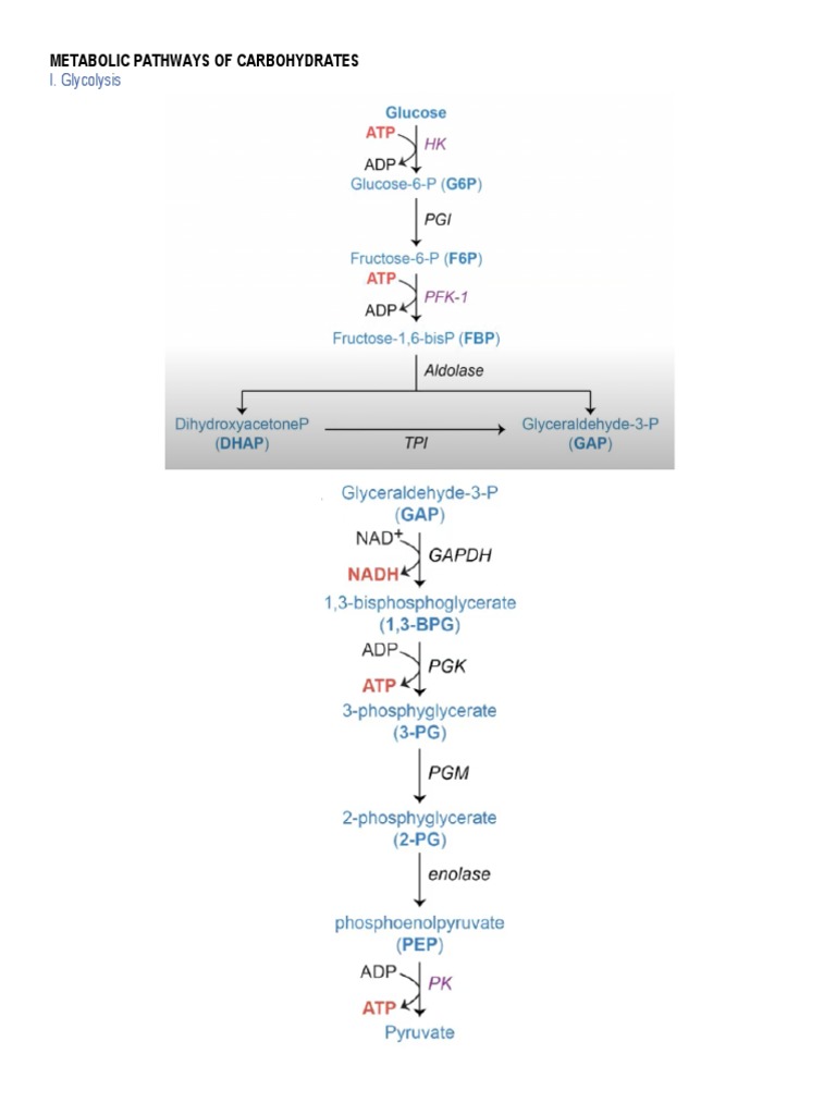 Metabolic Pathways of Carbohydrates | PDF