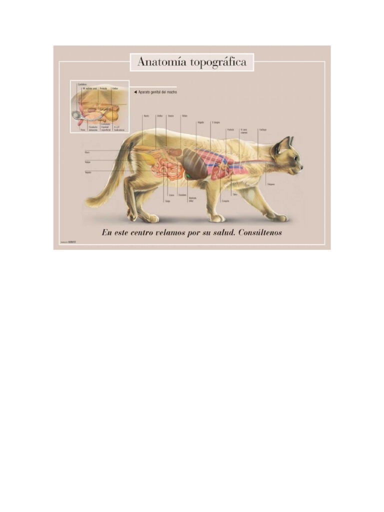 Anatomia de Un Puma | PDF