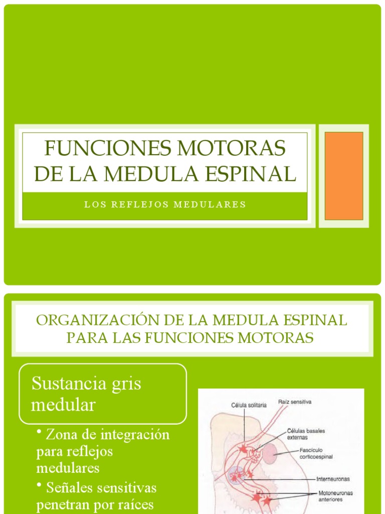 Funciones Motoras de La Medula Espinal | PDF | Médula espinal | Músculo