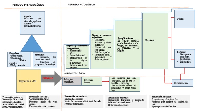 Historia Natural de La Enfermedad - Cancer de Cuello Uterino | PDF | Cáncer de cuello uterino ...