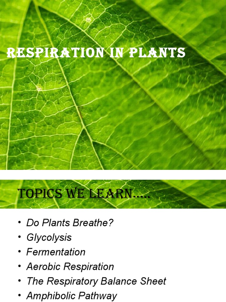 Respiration in Plants | PDF | Cellular Respiration | Citric Acid Cycle