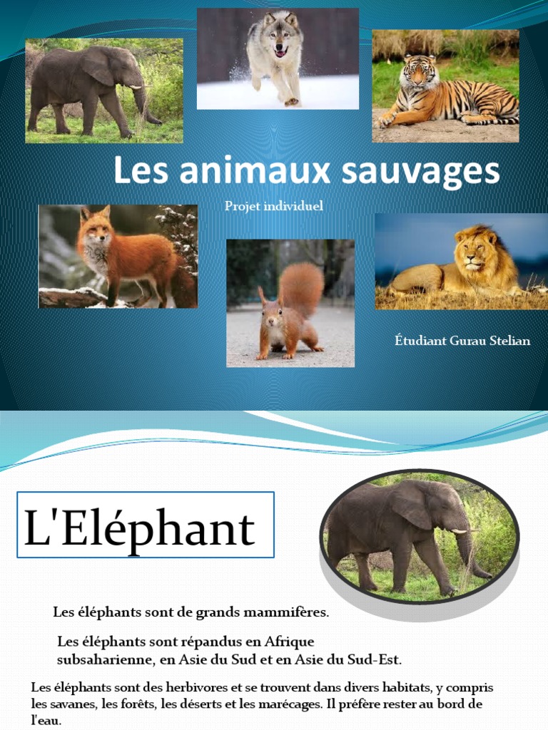 Les Animaux Sauvages | PDF | Éléphant | Tigre