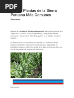 Ichu | PDF | Plantas | Horticultura y jardinería