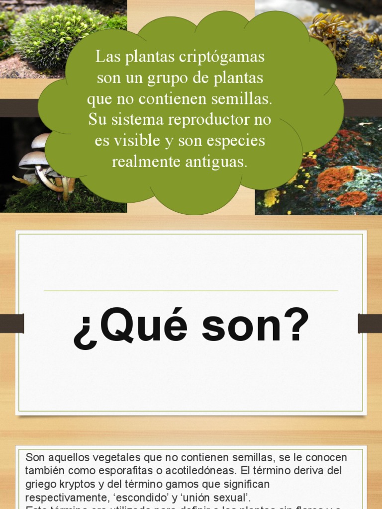Características y clasificación de criptógamas | PDF | Helecho | Plantas