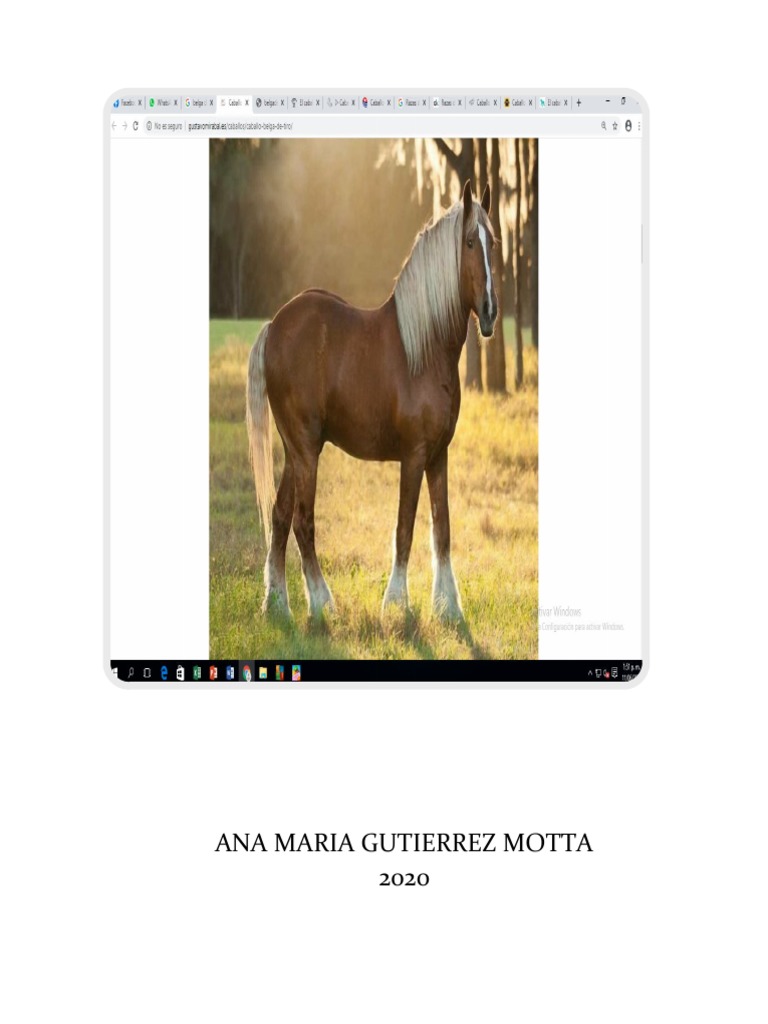 Caballo Belga de Tiro | PDF | Caballos | Équidos