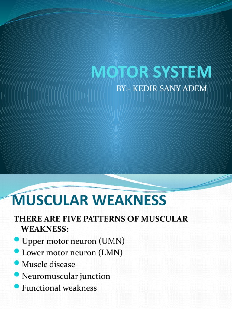 3 Motor Examination | PDF | Foot | Muscle
