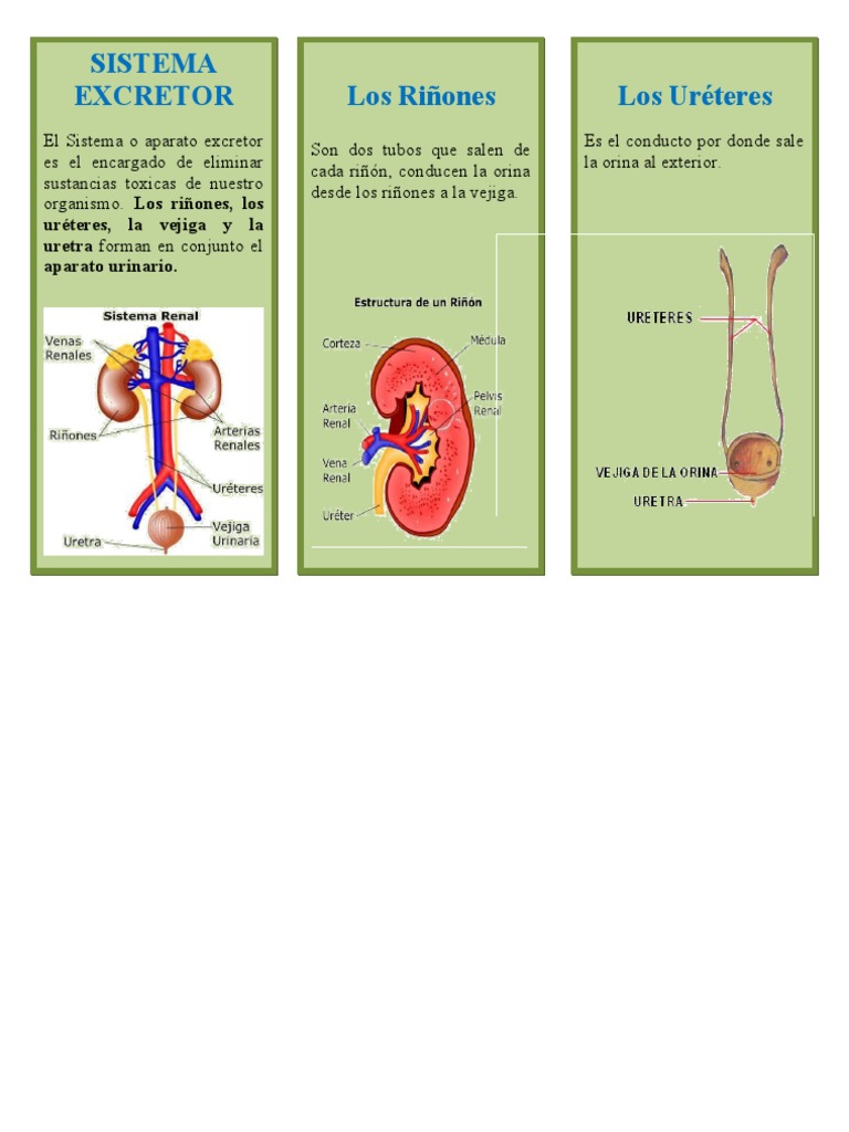 Triptico Sistema Excretor 2020 | PDF