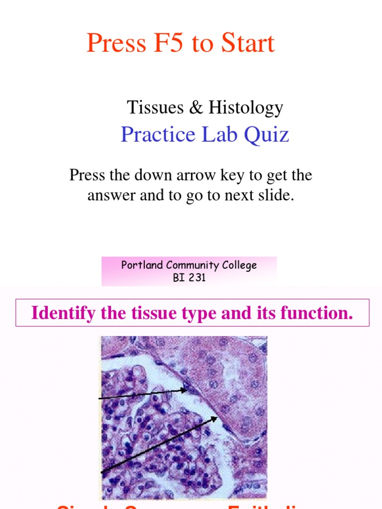 Tissues Practical Exam | PDF | Epithelium | Connective Tissue