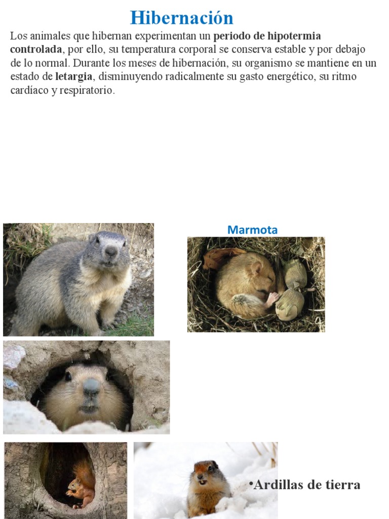 Animales Que Hibernan | PDF