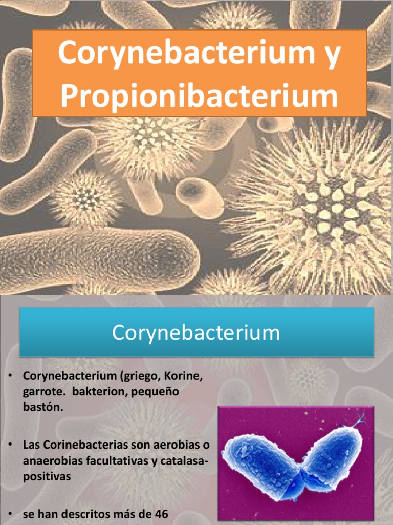 Corynebacterium y Propionibacterium | PDF | Microbiología | Medicina