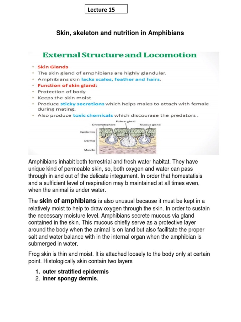 Outer Stratified Epidermis | PDF | Amphibian | Skin