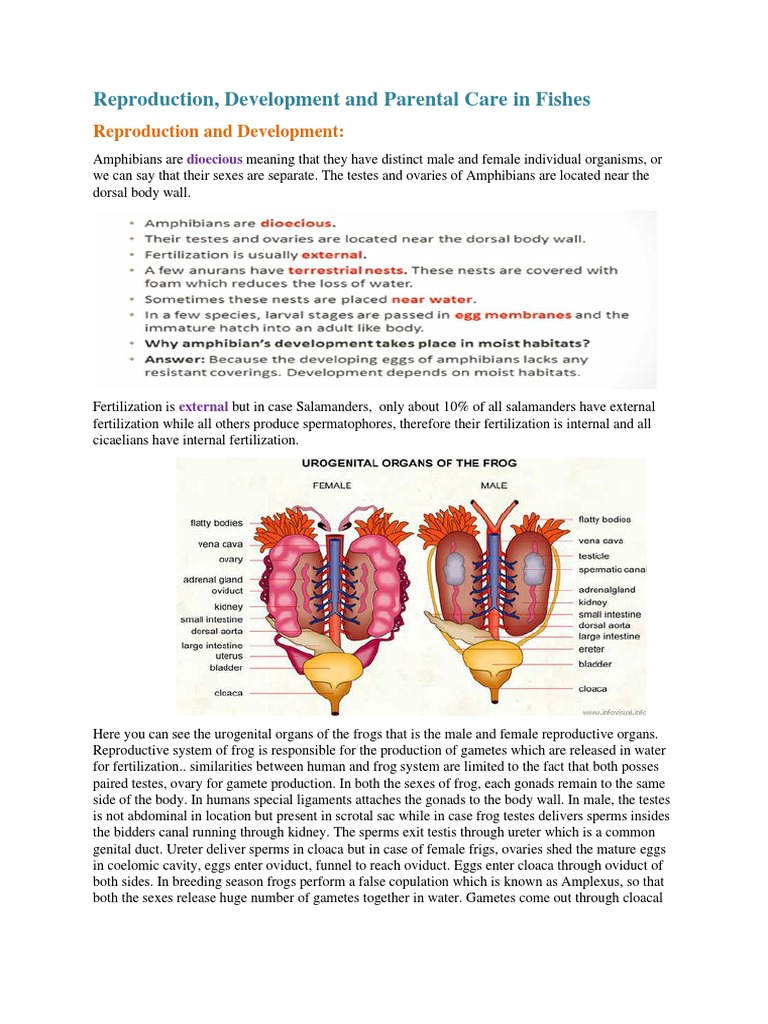 Reproduction, Development and Parental Care in Amphibians | PDF | Frog ...