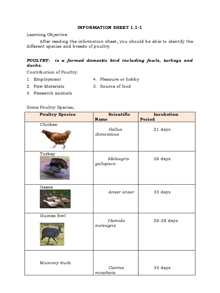 Information Sheet 1.1-1: POULTRY: Is A Farmed Domestic Bird Including ...