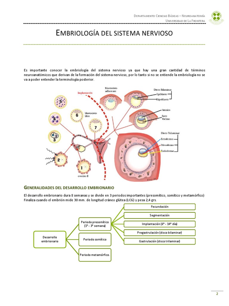 2 - Embriologia Del Sistema Nervioso | PDF | Médula espinal | Neurona