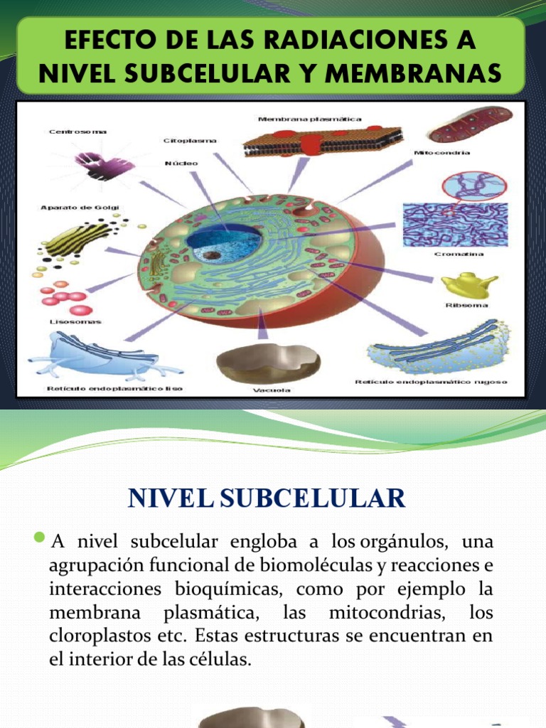 Efecto de Las Radiaciones A Nivel Subcelular | PDF | Lisosoma | Biología Celular)