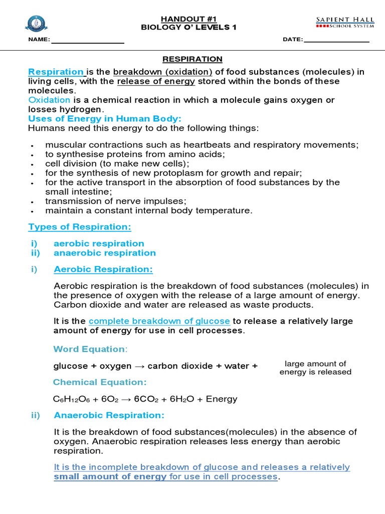 Types and Products of Respiration | PDF | Cellular Respiration ...