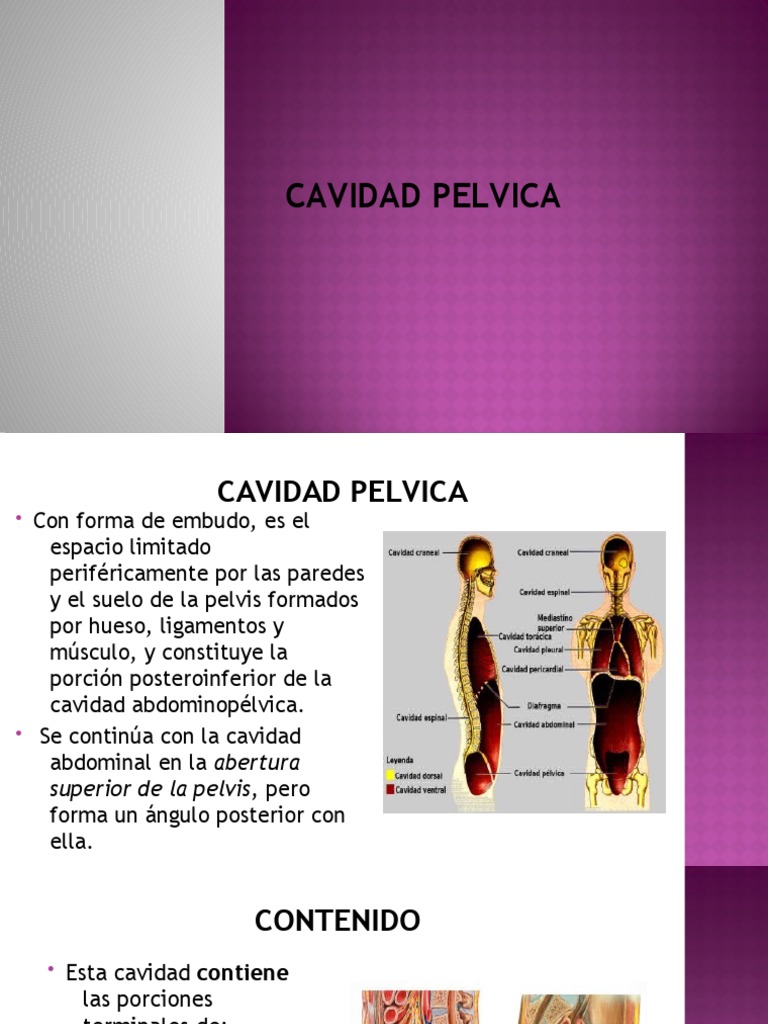 Cavidad Pelvica | PDF | Pelvis | Sistema musculoesquelético
