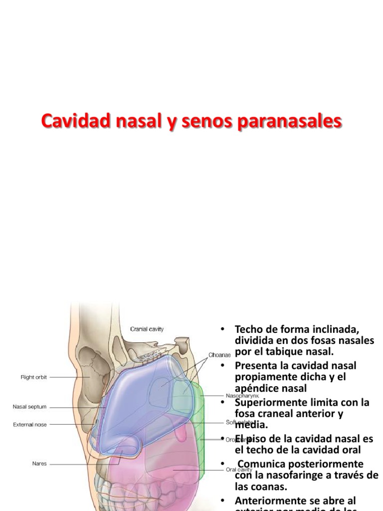 Anat 2 PDF | PDF | Lengua | Cráneo