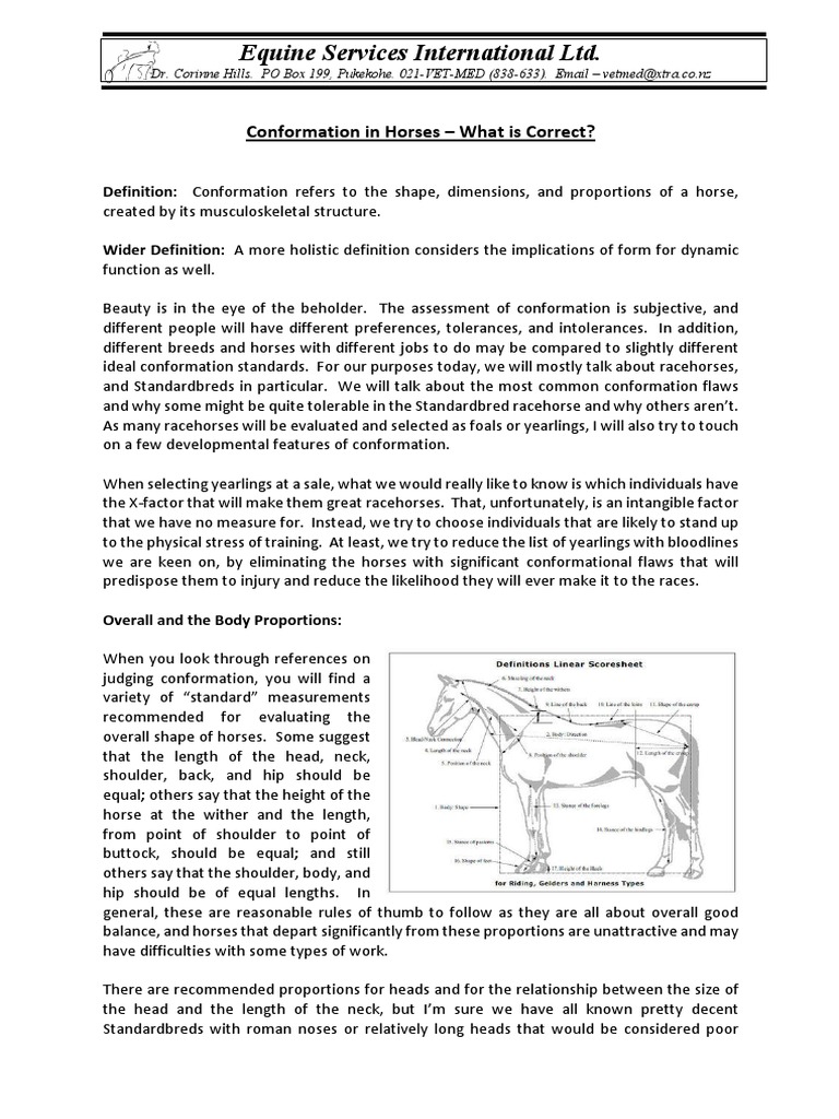 Equine Services International LTD.: Conformation in Horses - What Is ...