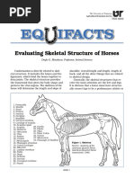 Pony Club C Test Guidelines | PDF | Horse Gait | Horses