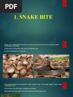The Snake Bite | PDF | Snake