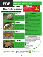 Gusano Soldado Spodoptera Exigua | PDF | Control biológico de plagas ...