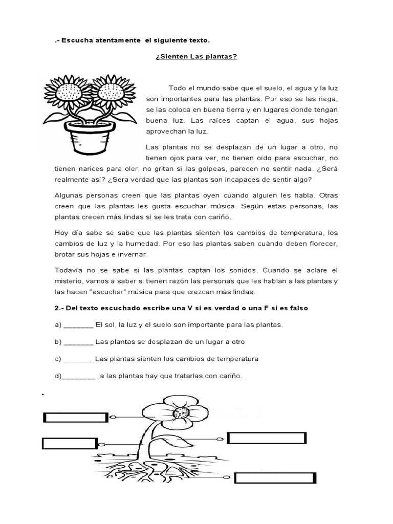 Prueba Unidad de Las Plantas | PDF | Plantas | Organismos