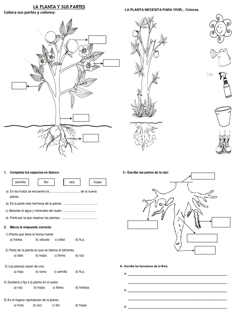 Ficha Práctica de La Planta | PDF | Raíz | Plantas