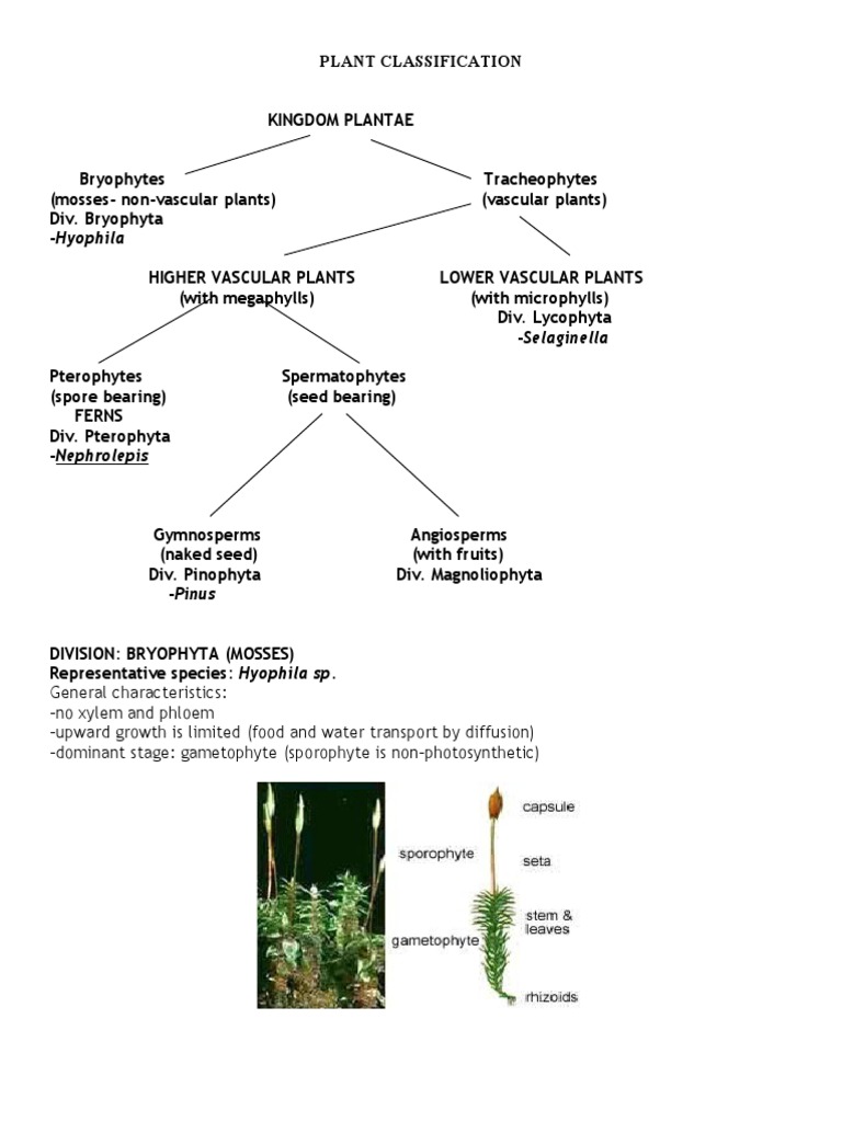 BIO 3:plant Classification | PDF | Plants | Fern
