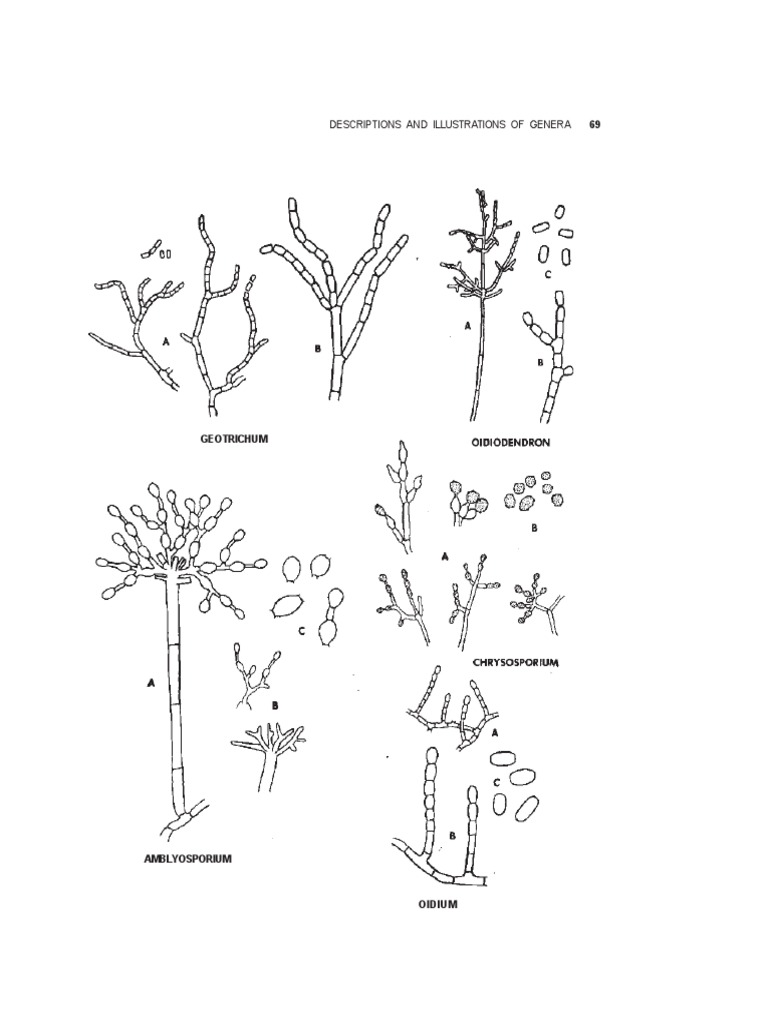 Identificación de Hongos | PDF