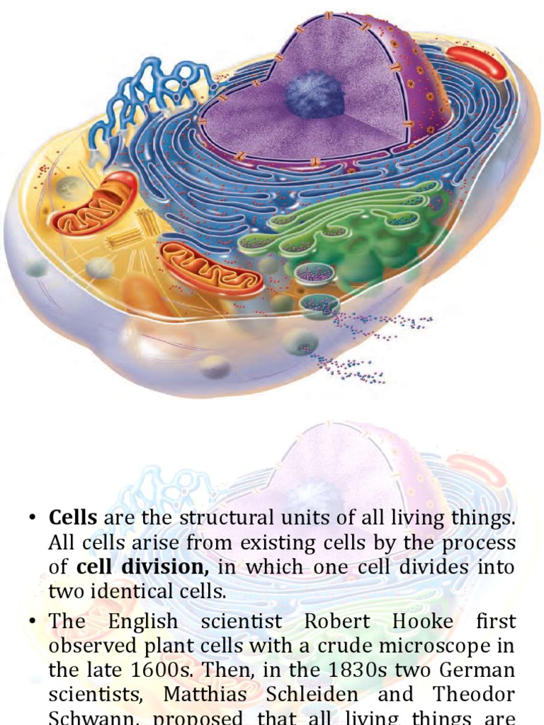 Human Cell Anatomy | PDF | Cell Membrane | Cell Nucleus