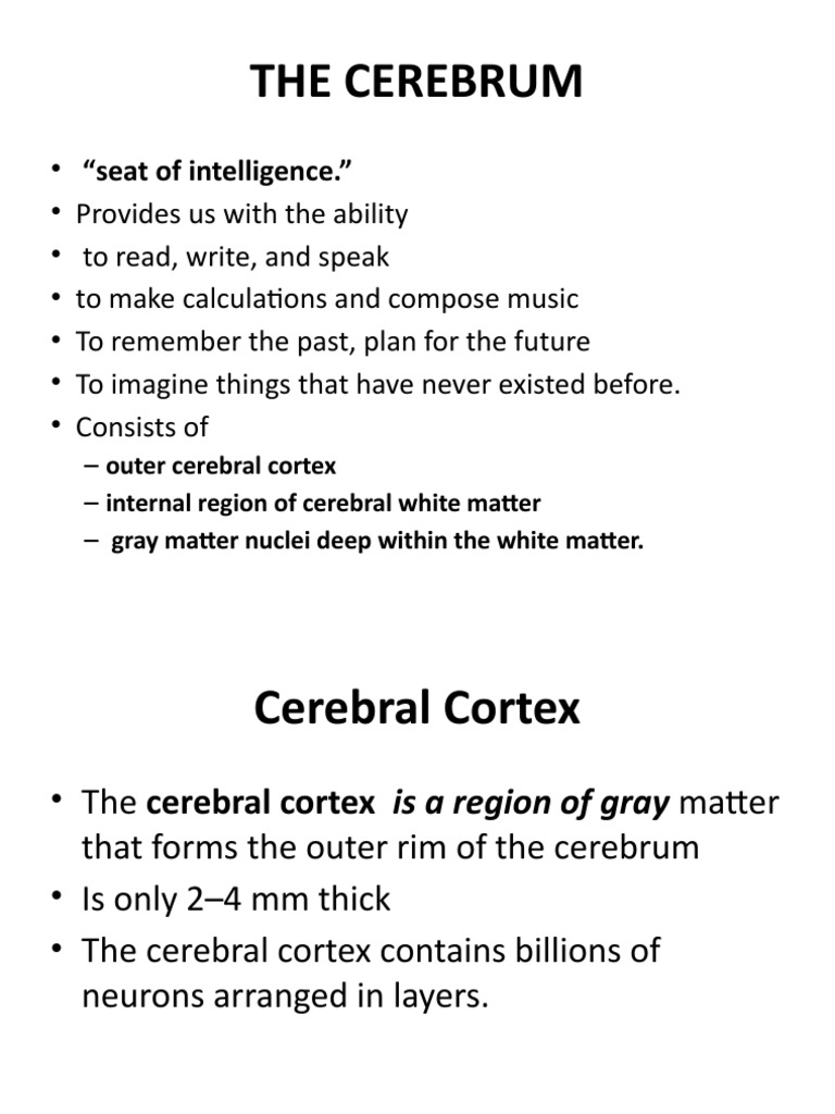 Cerebrum | PDF | Cerebral Cortex | Cerebral Hemisphere