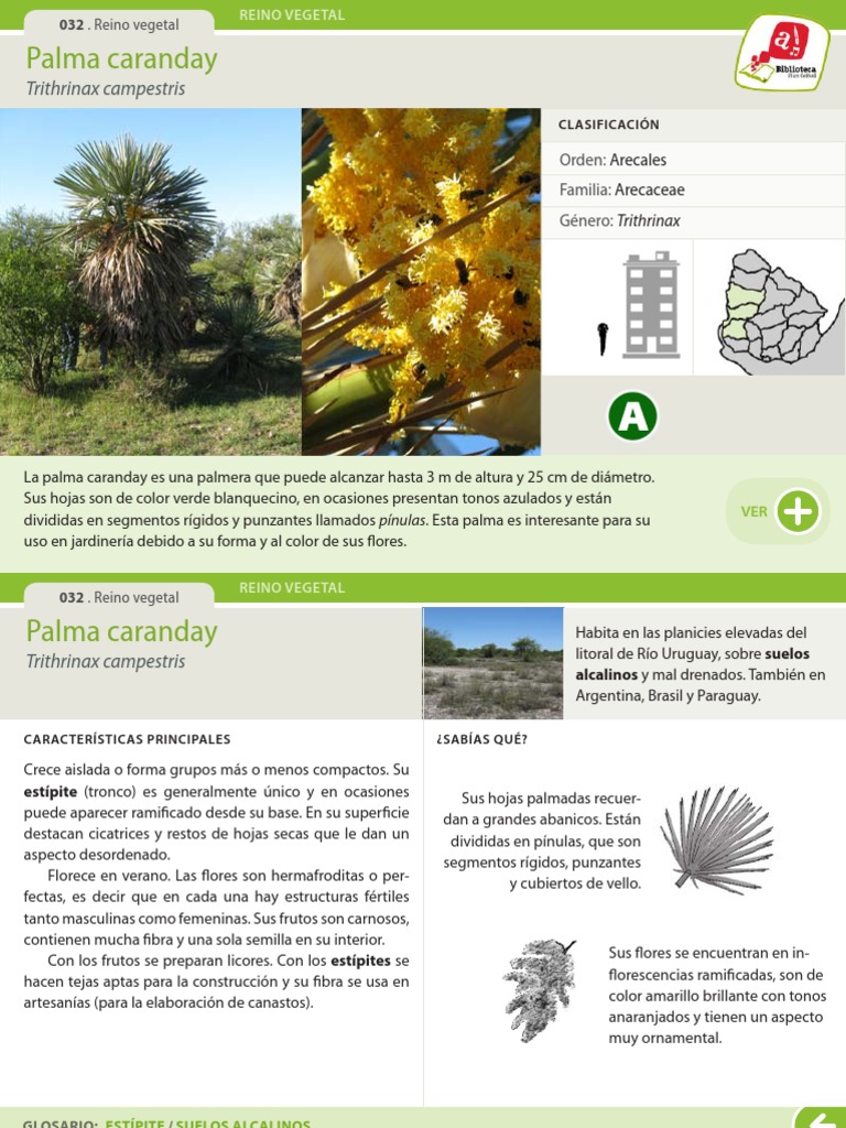 032 Palma Caranday PDF | PDF | Arecaceae | Plantas