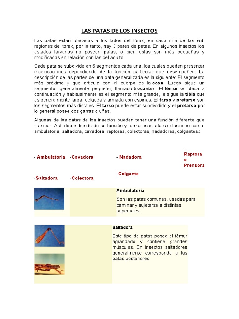 Las Patas de Los Insectos | PDF | Artrópodos | Artropodología
