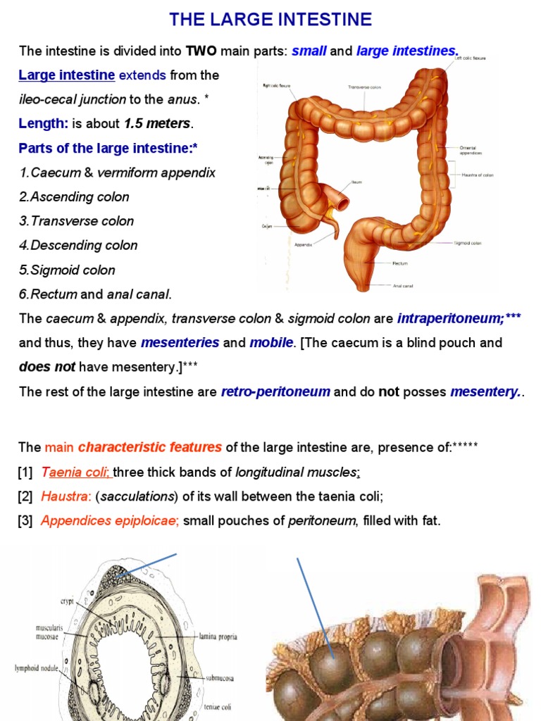Large Intestine Extends: The Intestine Is Divided Into TWO Main Parts ...