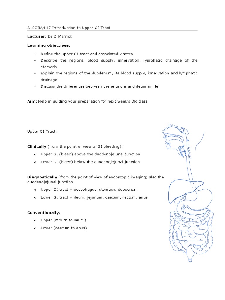 Upper GI Tract Anatomy Overview | PDF