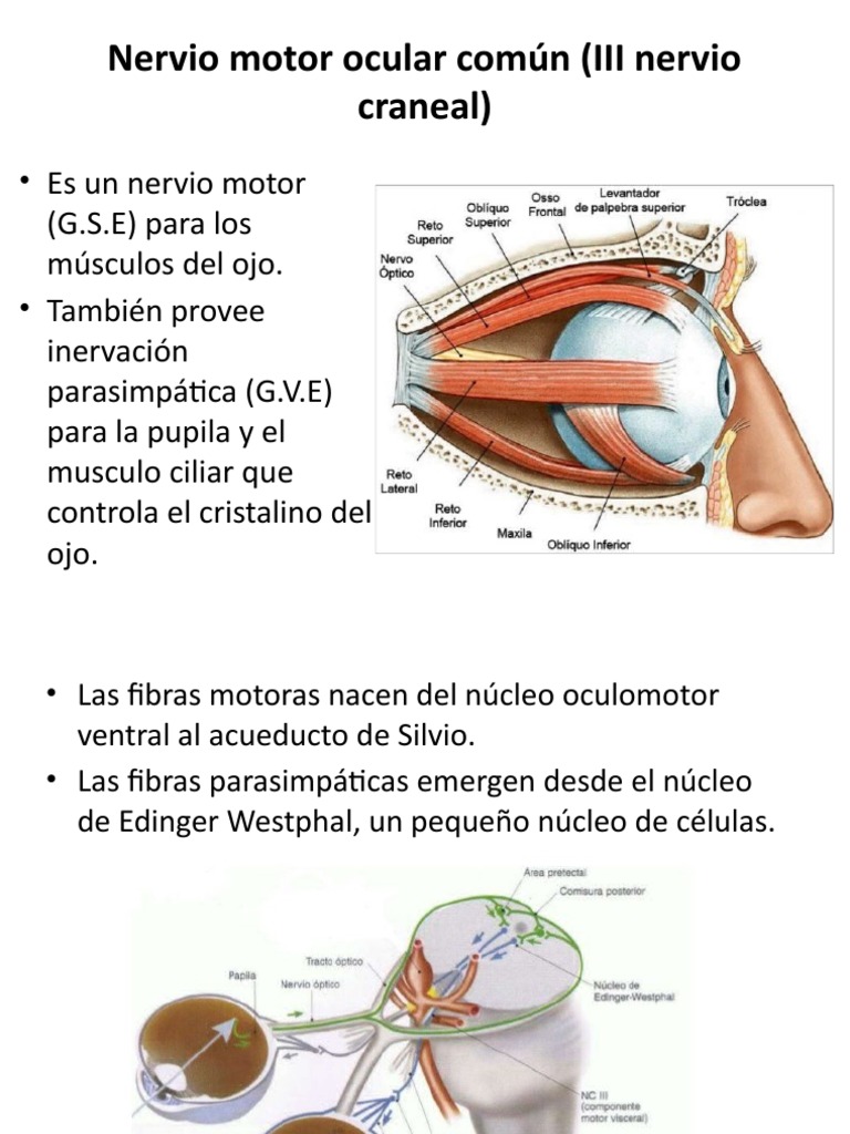 Nervio Motor Ocular Común (III Nervio Craneal | PDF