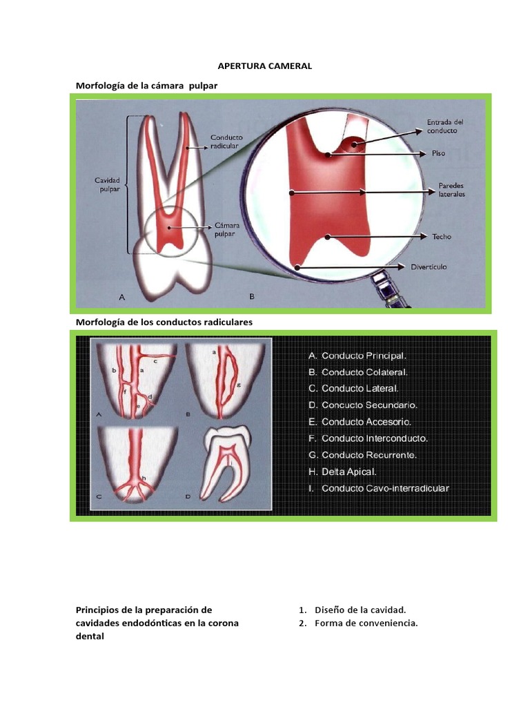 Apertura Cameral | PDF