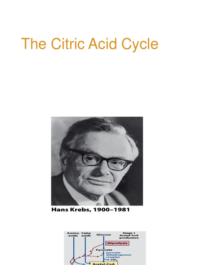 Citric Acid Cycle Overview at UON | PDF
